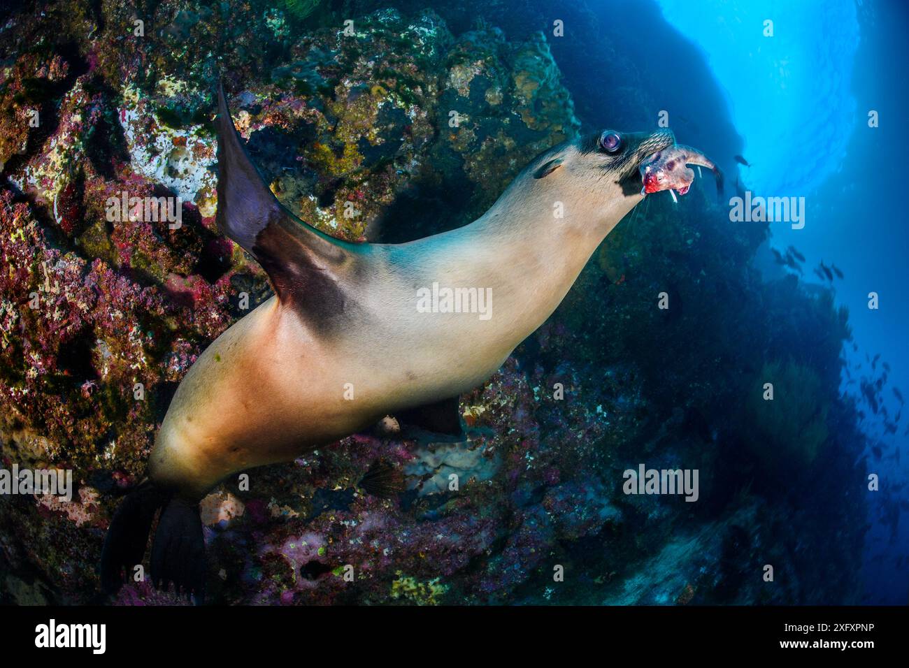 Red lipped batfish hi-res stock photography and images - Alamy