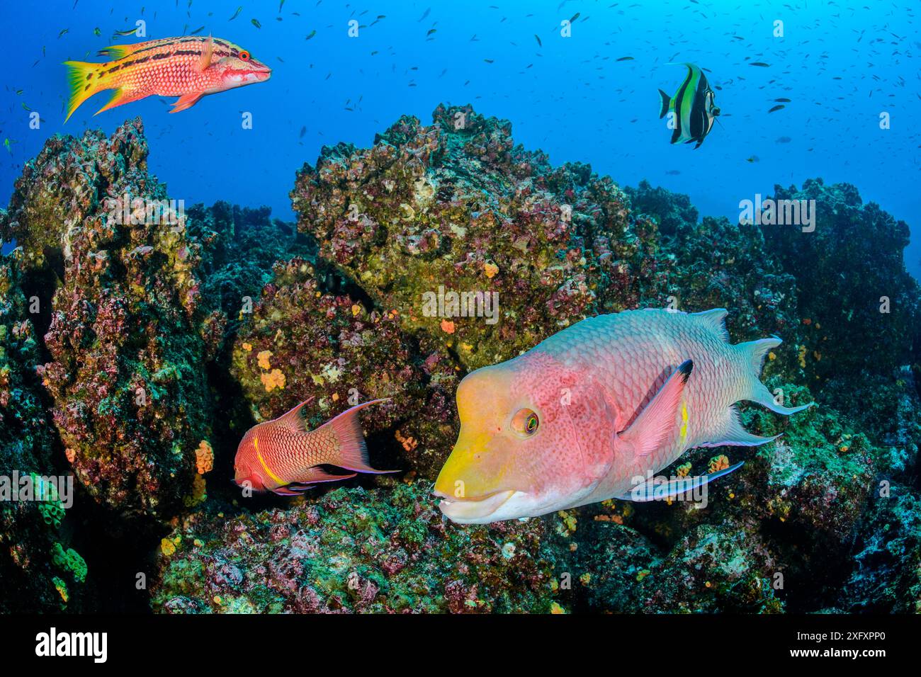 Reef fish, including Mexican hogfish (Bodianus diplotaenia) and moorish ...