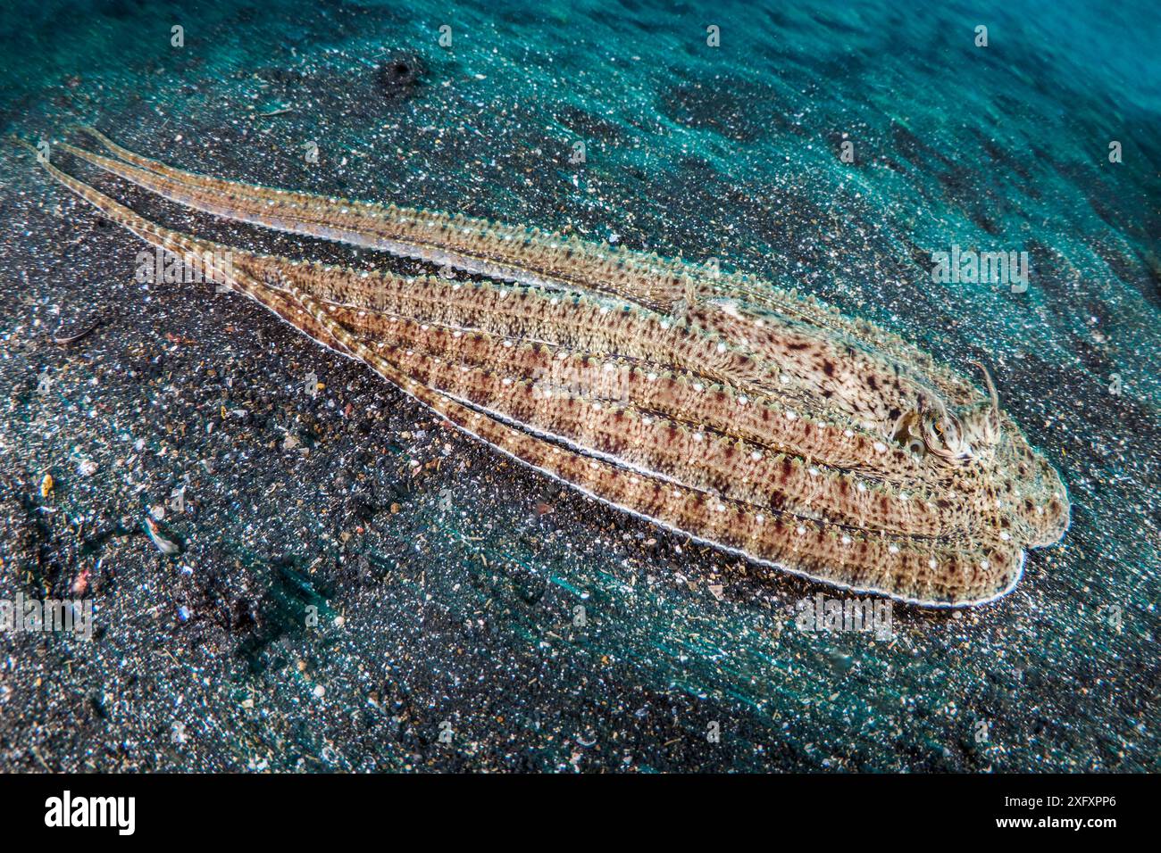 Mimic octopus flounder hi-res stock photography and images - Alamy