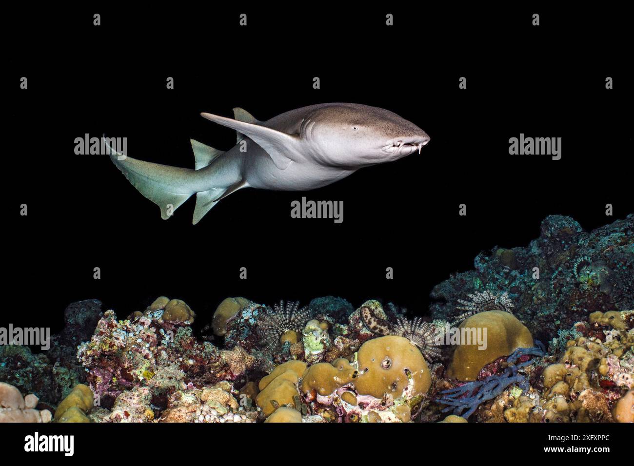 Tawny nurse shark (Nebris ferrungineus) patrols a coral reef at night ...