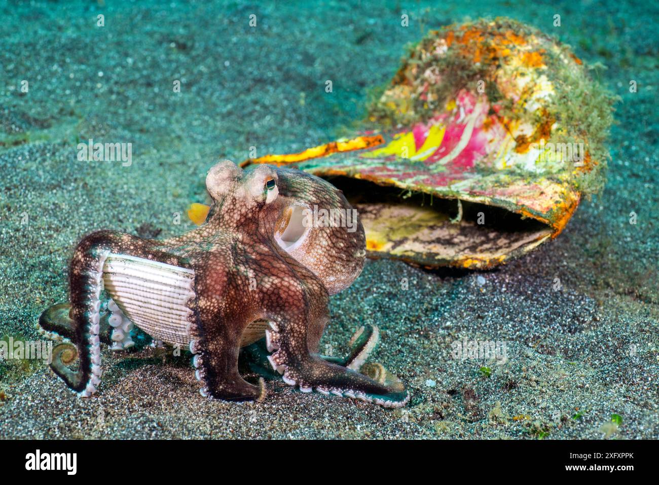Veined octopus (Amphioctopus marginatus) with a clam shell in front of ...