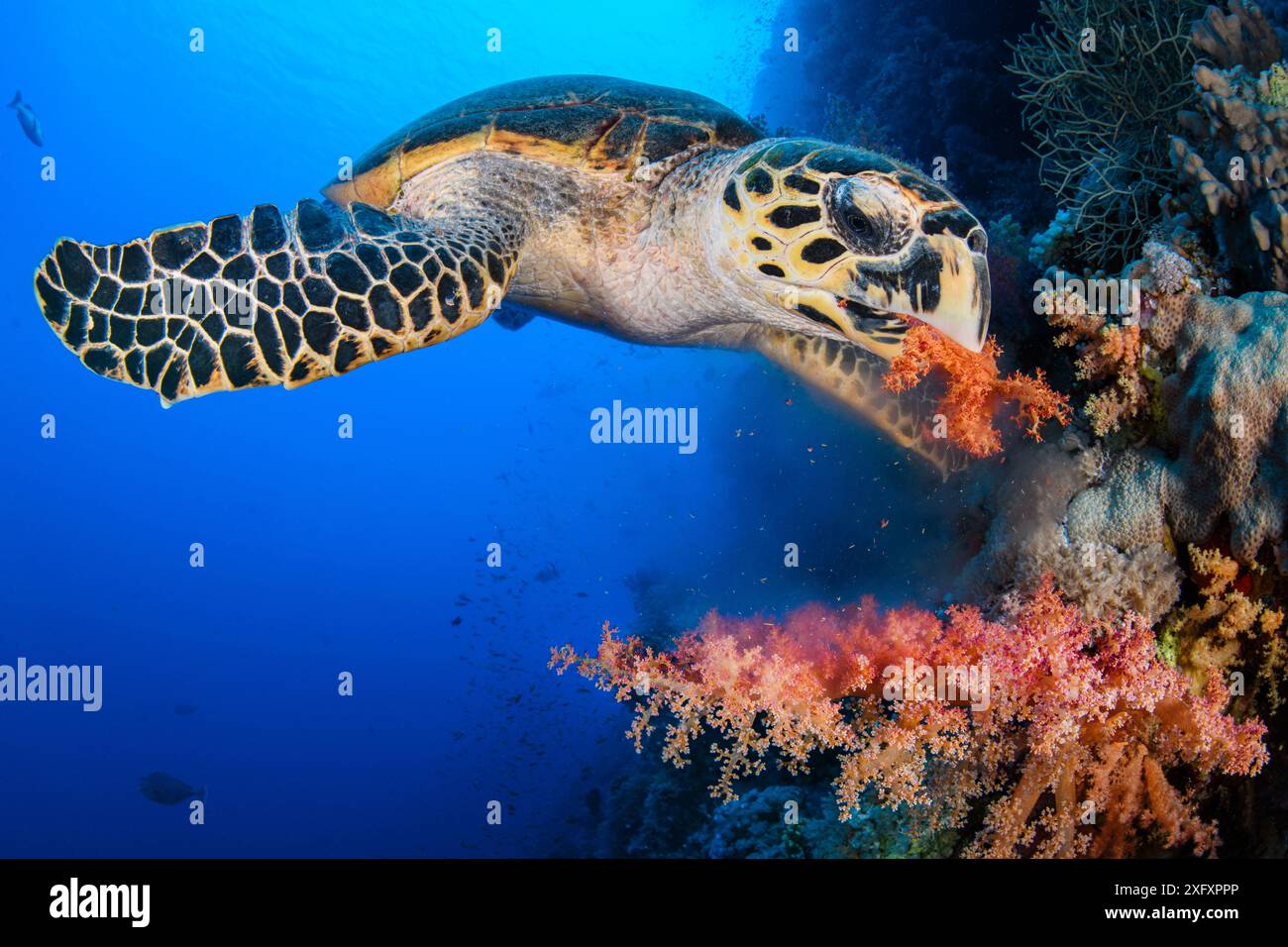 Hawksbill turtle (Eretmochelys imbricata) feeds on red soft coral ...
