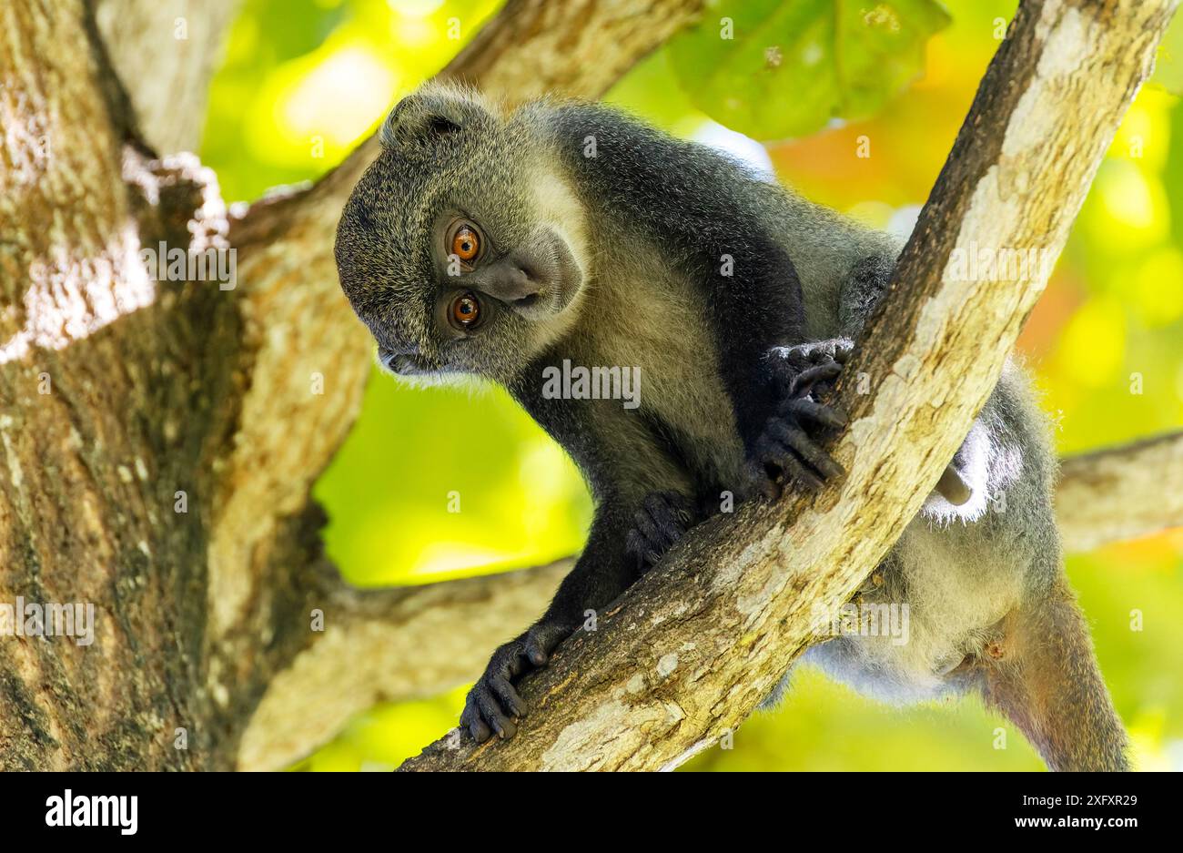 White-throated Monkey (cercopithecus albogularis) in a tree, Kenya ...