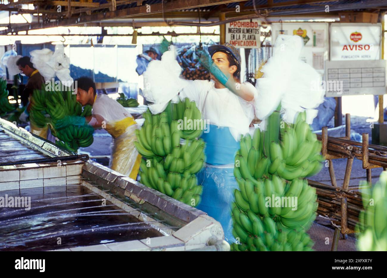 Banana plantation, Costa Rica Stock Photo - Alamy