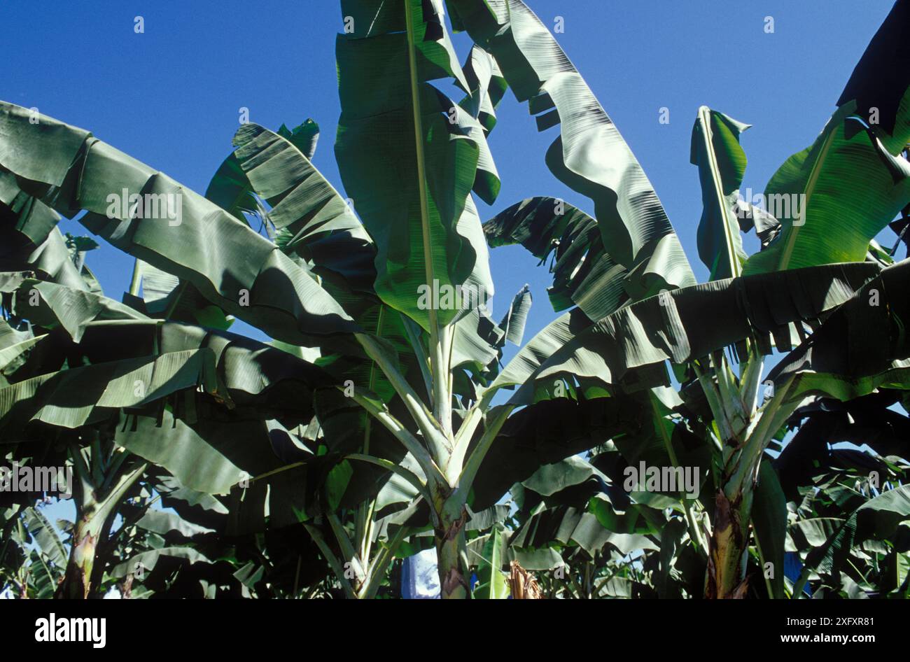 Banana plantation, Costa Rica Stock Photo - Alamy