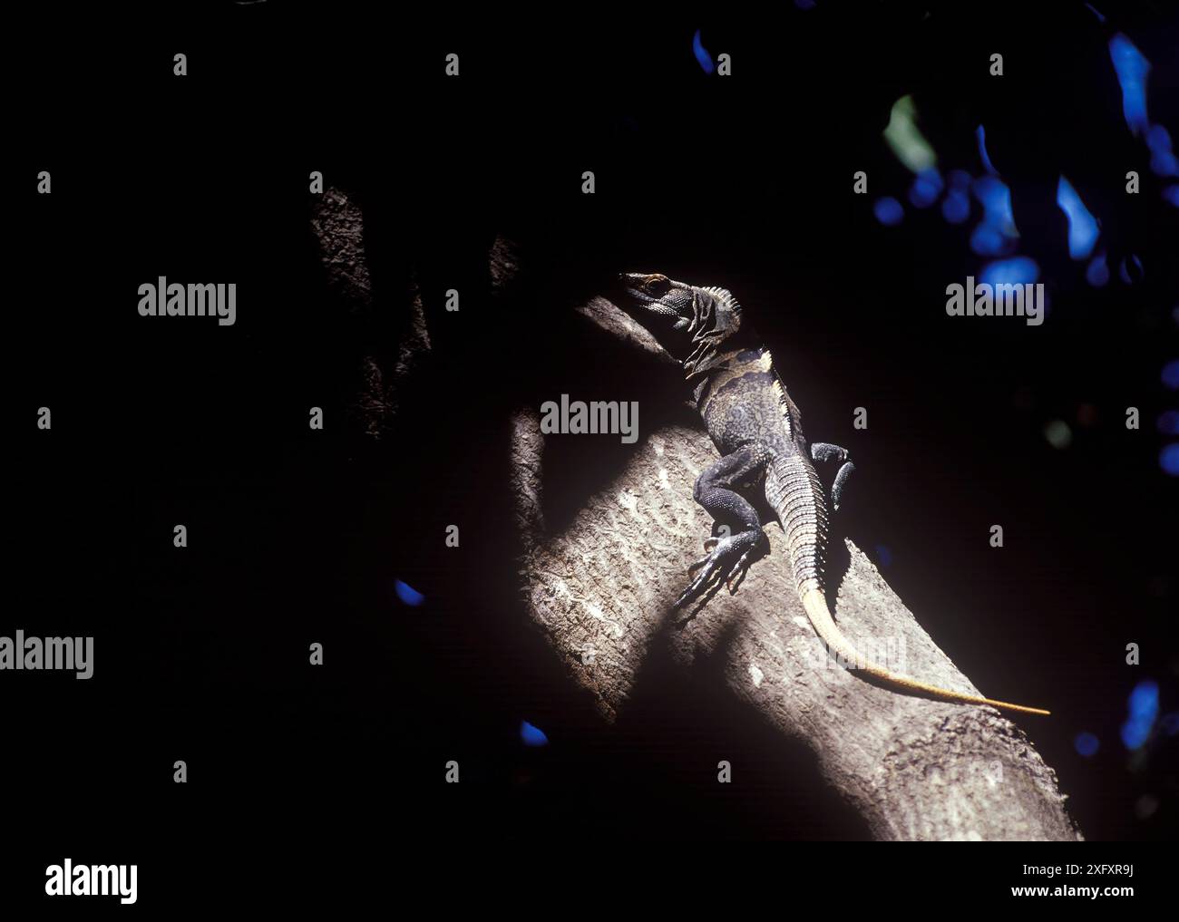 Jesus Christ Lizard Stock Photo - Alamy