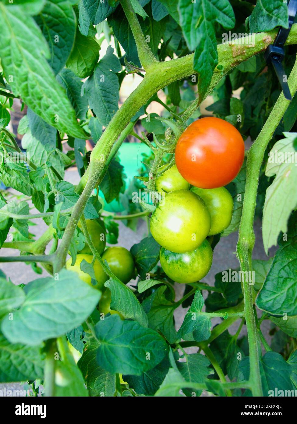 Plant with unripe green ond one ripe red tomatoes in homegrown organic ...