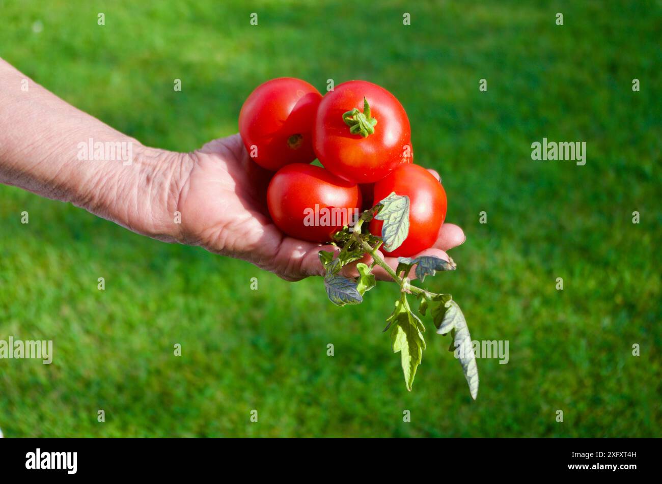 Hand holding newly picked fresh ripe red tomatoes organically cultured ...