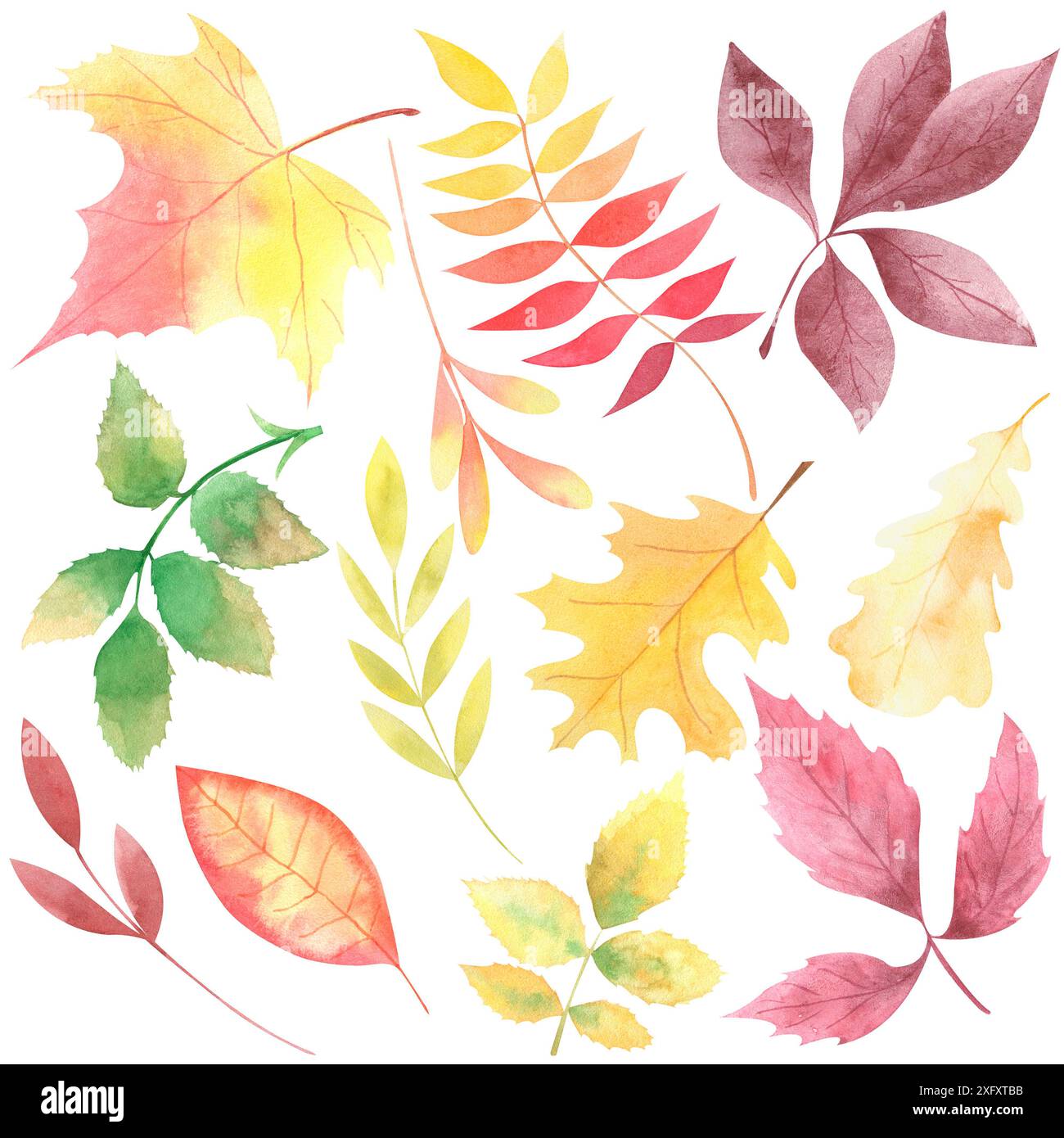 Watercolor hand drawn autumn leaves clipart. Fall bundle. Set of fallen ...