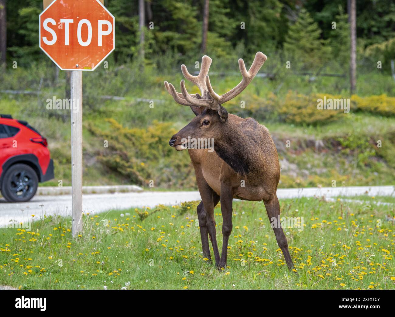 Wild Male elk in parking lot in Jasper National Park, Alberta, Canada ...