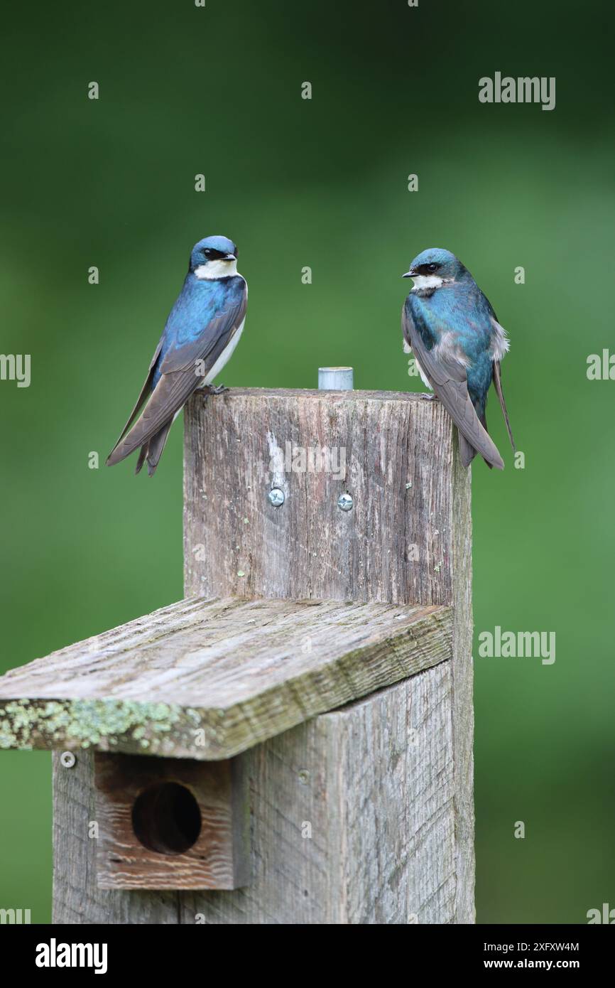 Two tree swallows on a birdhouse Stock Photo - Alamy