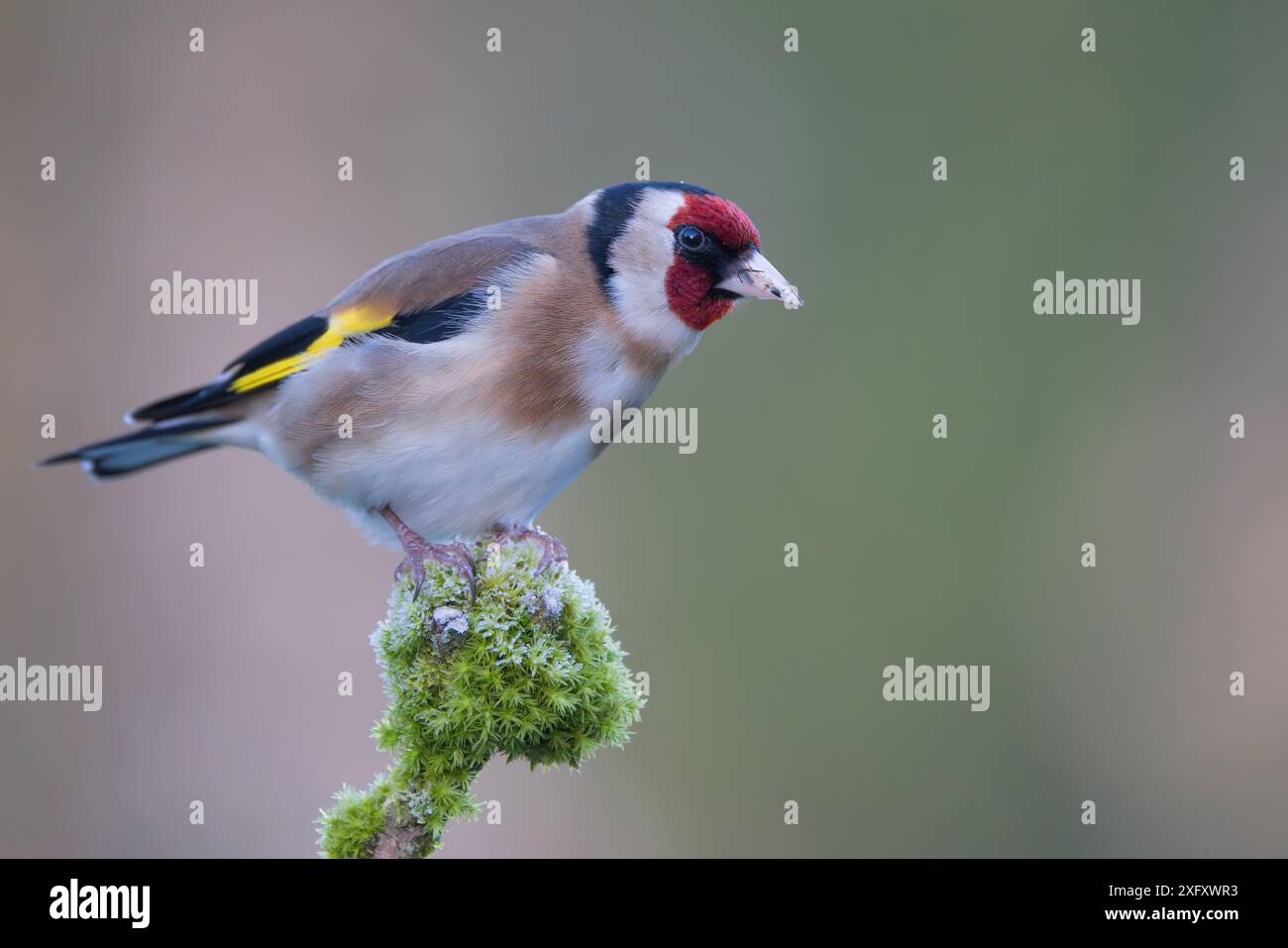 On frosty stick hi-res stock photography and images - Alamy