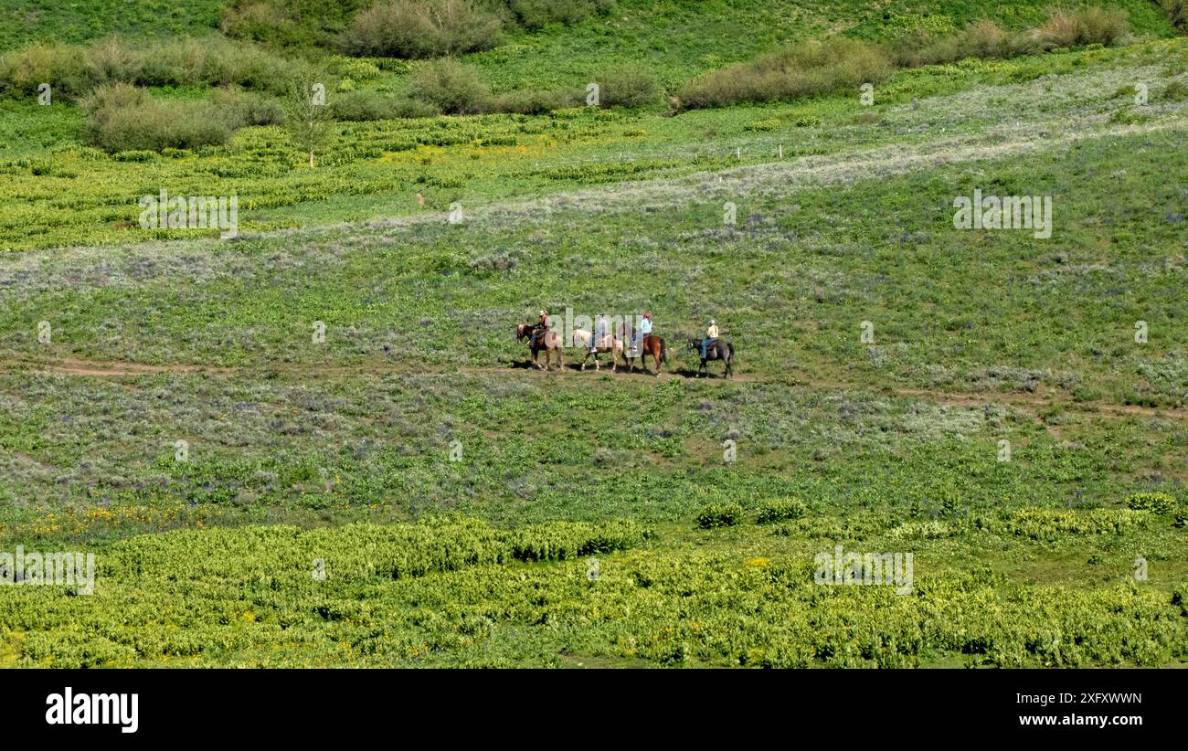 Stable of horses for horseback adventures in the Elk Mountains in ...