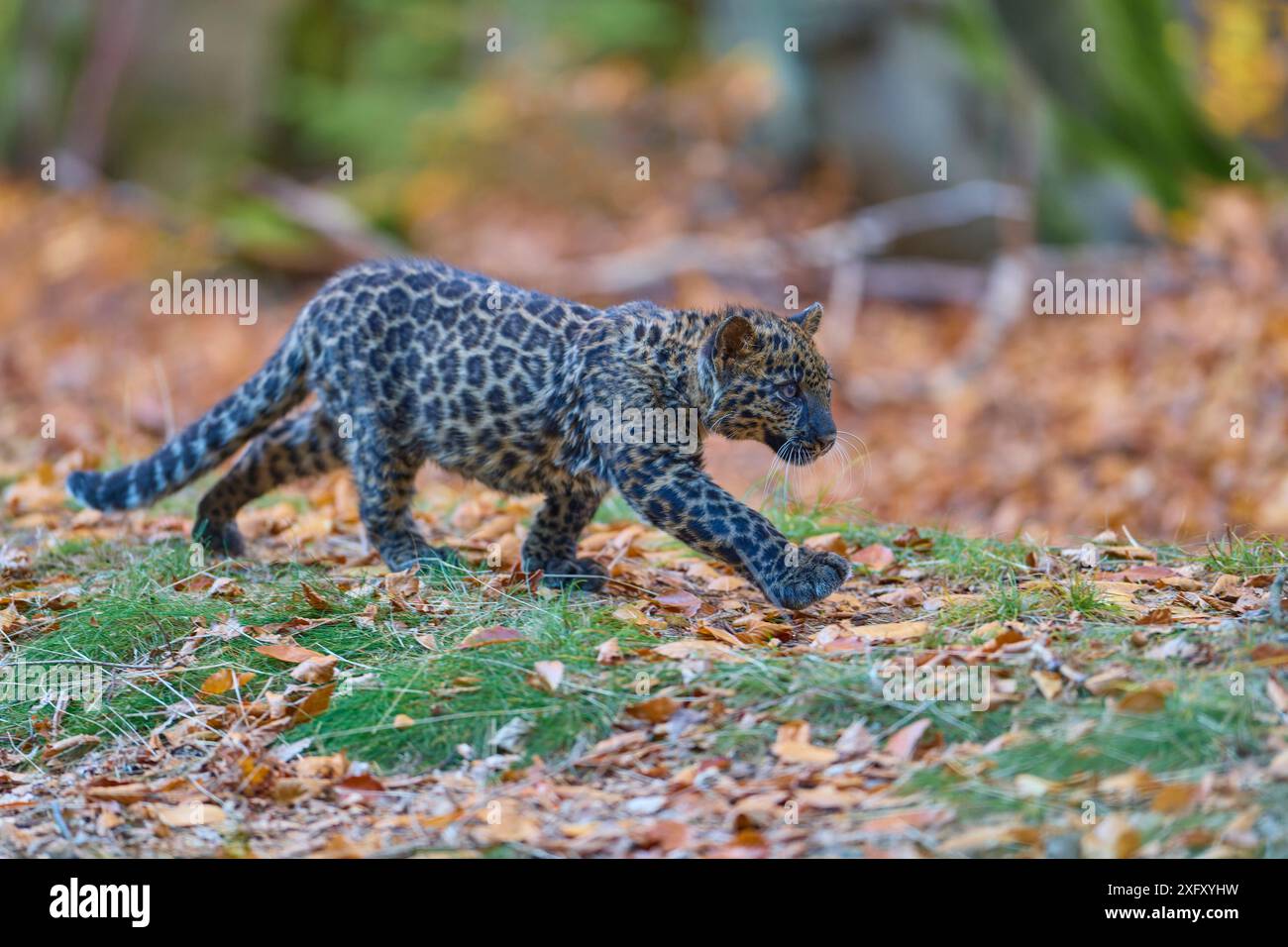 Indian leopard (Panthera pardus fusca) young animal in forest Stock ...
