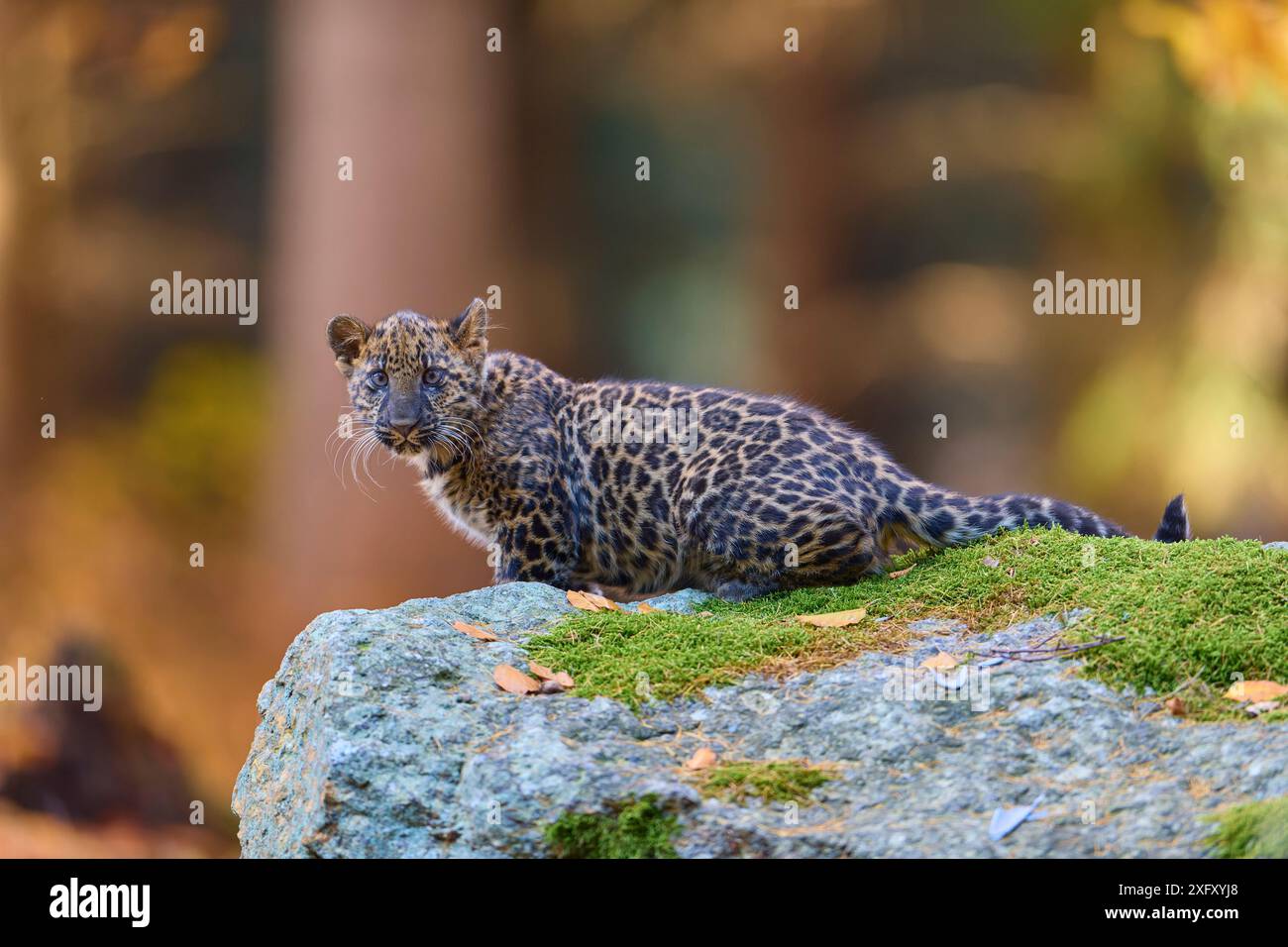 Indian leopard panthera pardus fusca young animal in forest hi-res ...