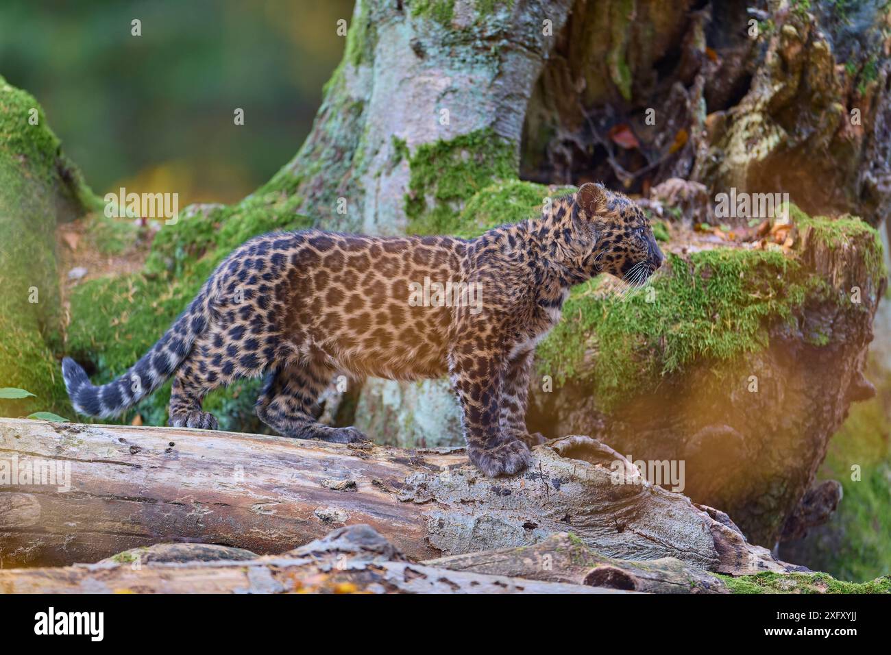 Indian leopard (Panthera pardus fusca) young animal on tree trunk Stock ...