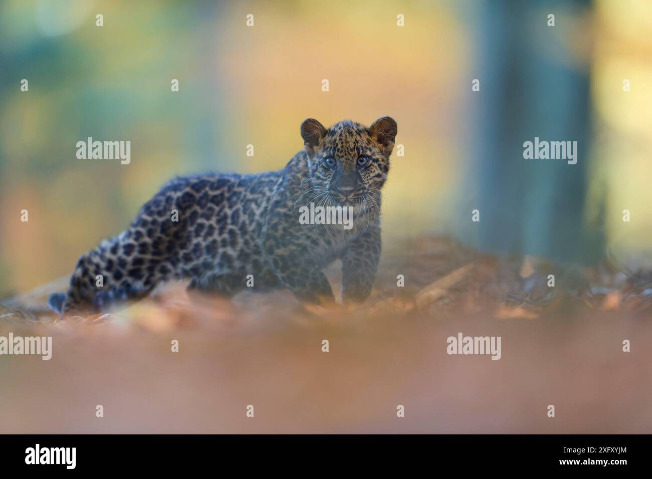 Indian leopard (Panthera pardus fusca) young animal running in forst ...