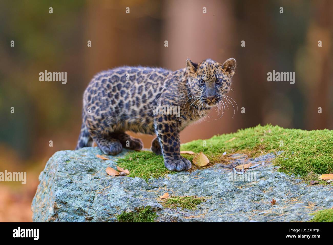 Indian leopard (Panthera pardus fusca) young animal in forest Stock ...