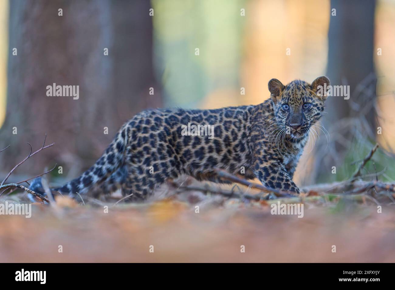 Indian leopard (Panthera pardus fusca) young animal in forest Stock ...