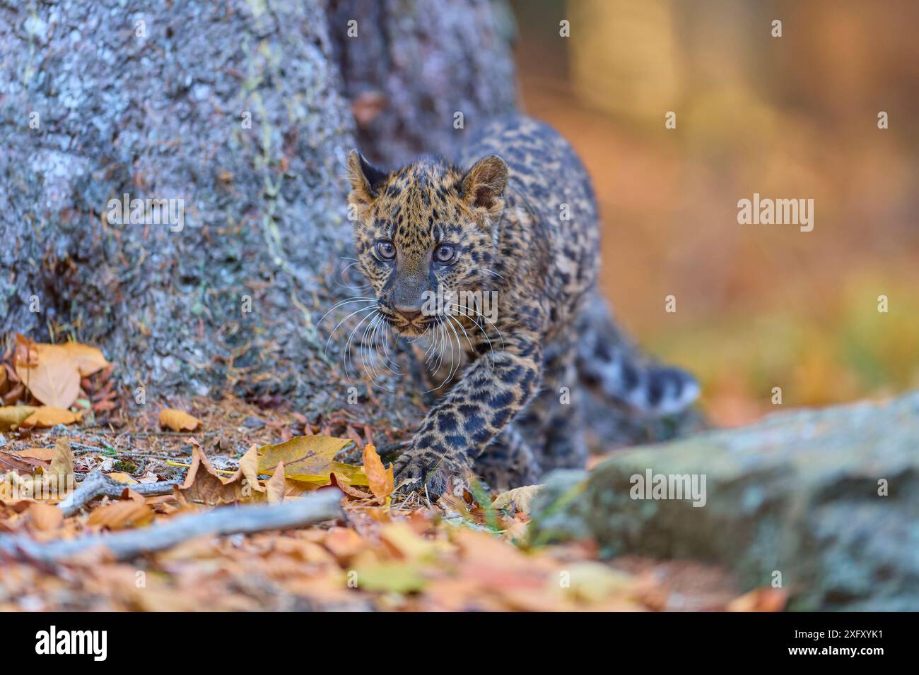 Indian leopard (Panthera pardus fusca) young animal running in forest ...