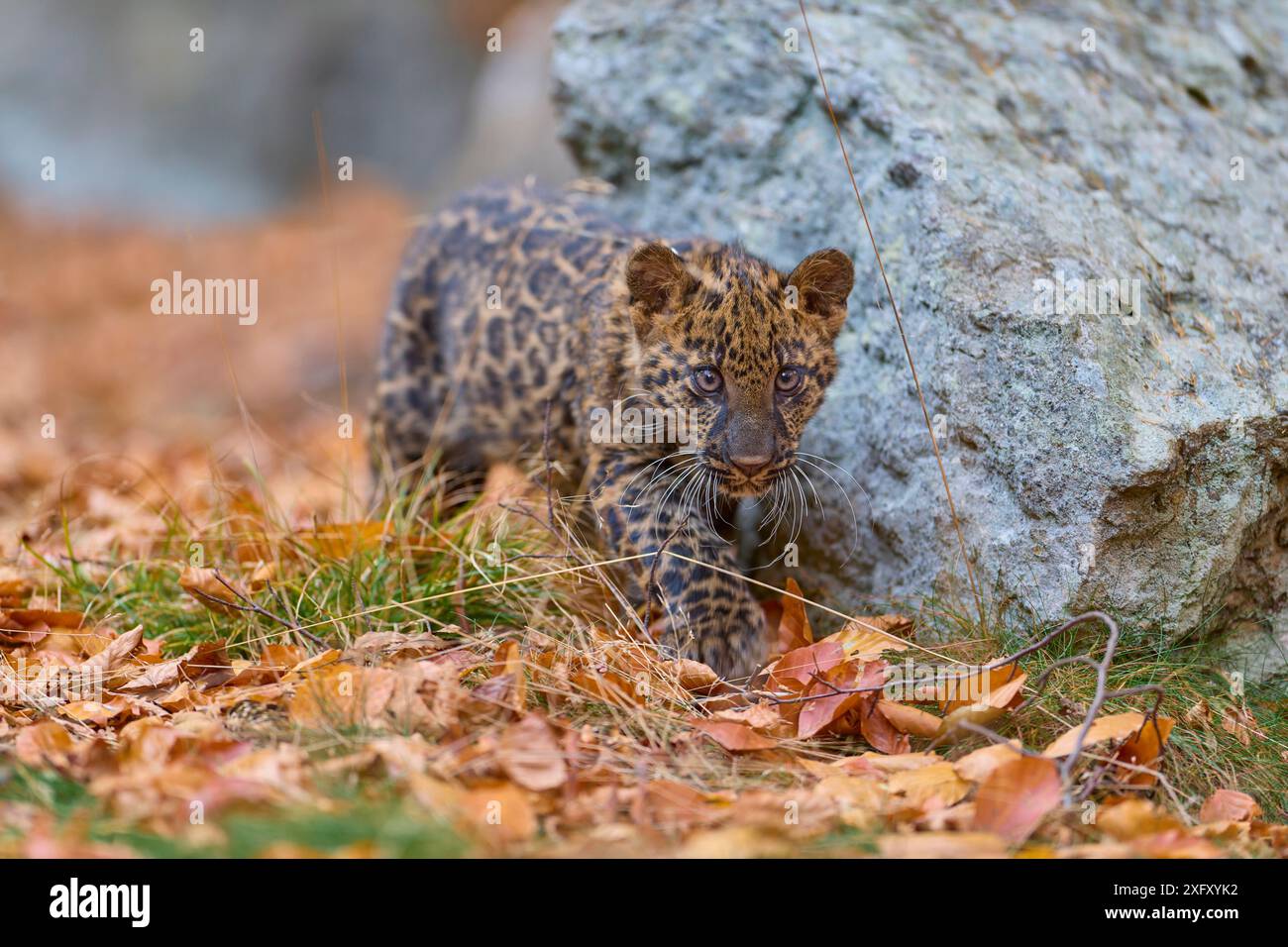 Indian leopard (Panthera pardus fusca) young animal running in forest ...