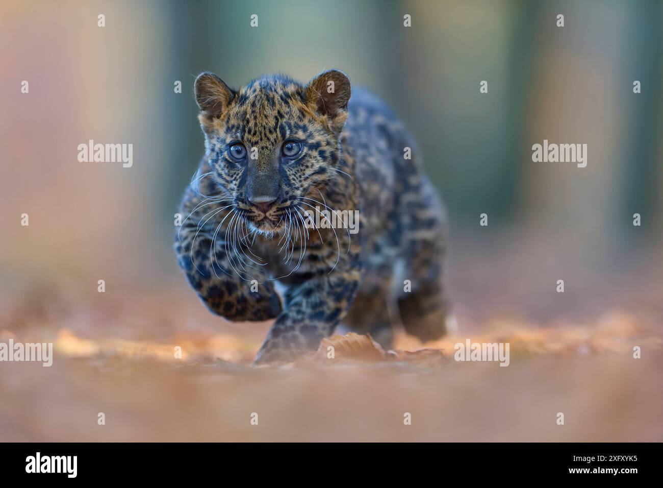 Indian leopard (Panthera pardus fusca) young animal running in forest ...