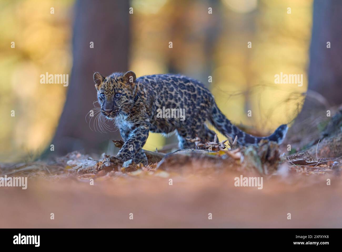 Indian leopard (Panthera pardus fusca) young animal running in forst ...