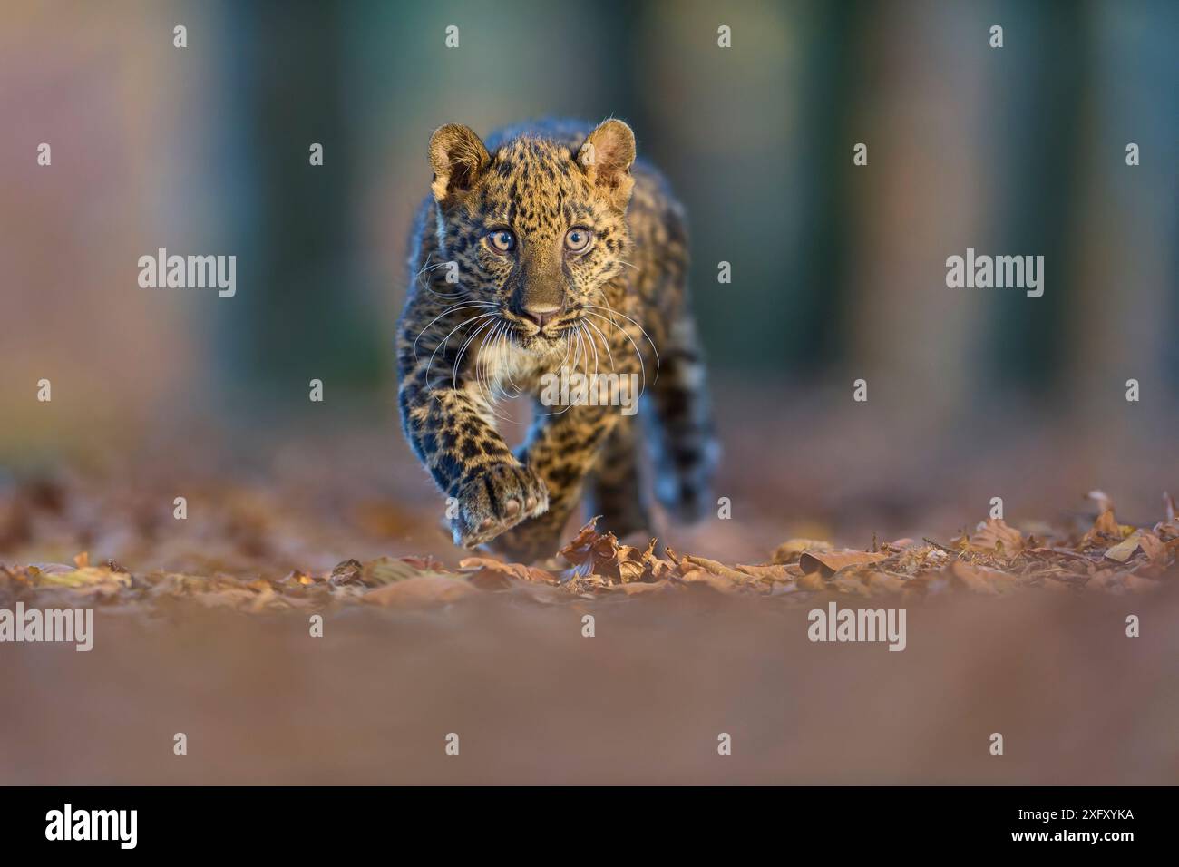 Indian leopard panthera pardus fusca young animal in forest hi-res ...