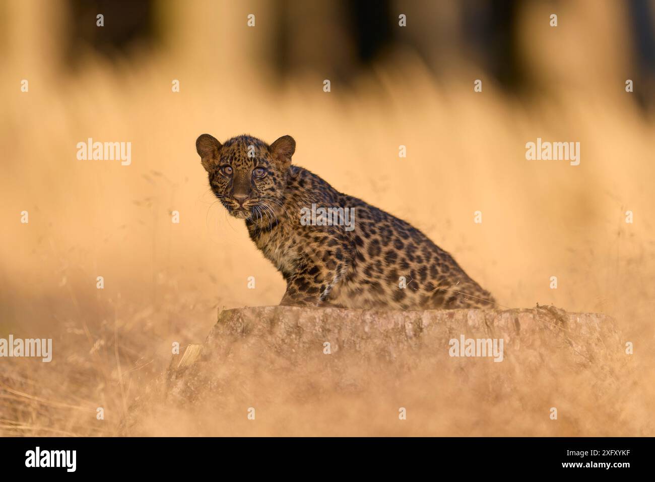 Indian leopard (Panthera pardus fusca) young animal on tree trunk in ...