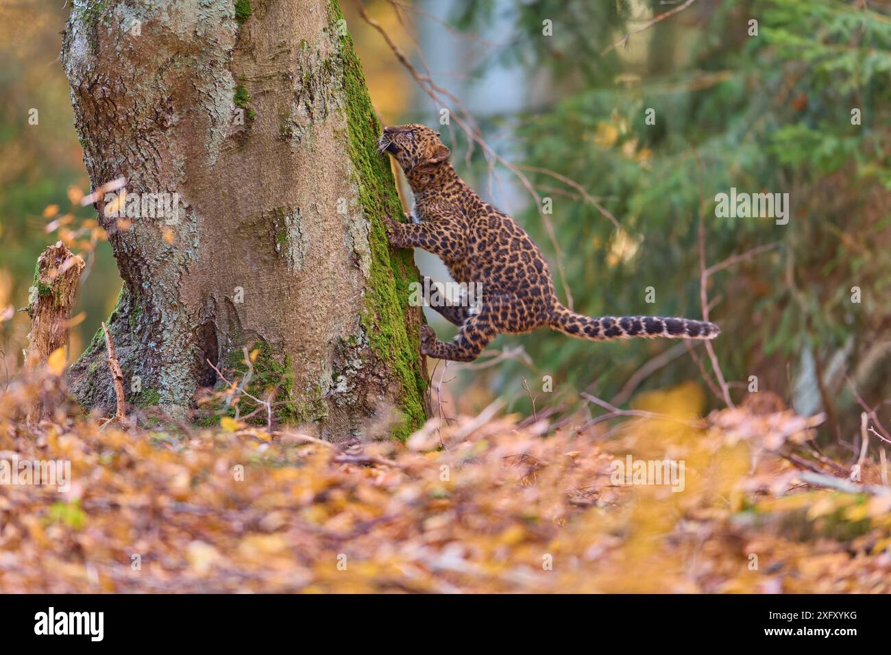 Indian leopard (Panthera pardus fusca) young animal climbing on tree ...