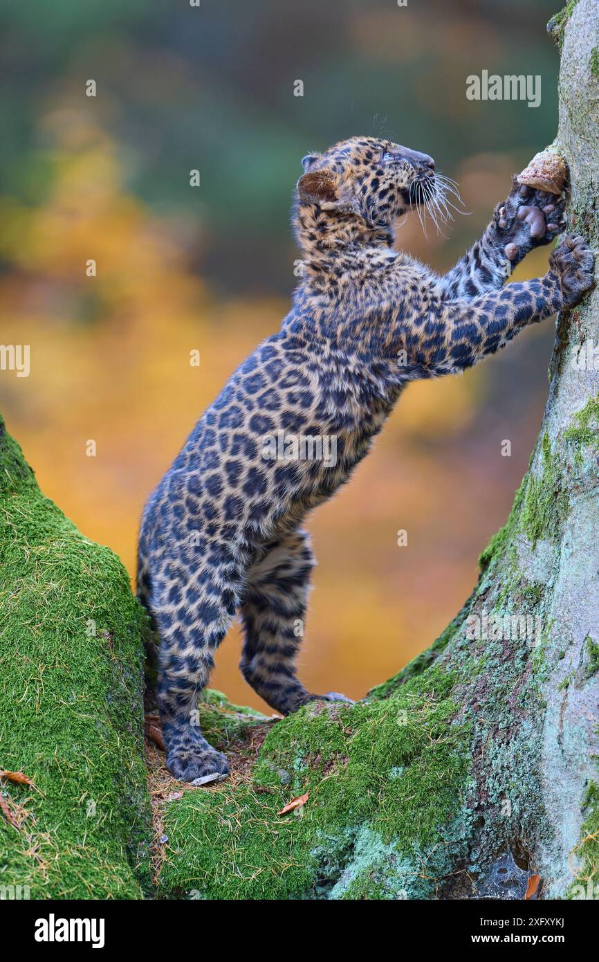 Indian leopard (Panthera pardus fusca) young animal climbing on tree ...