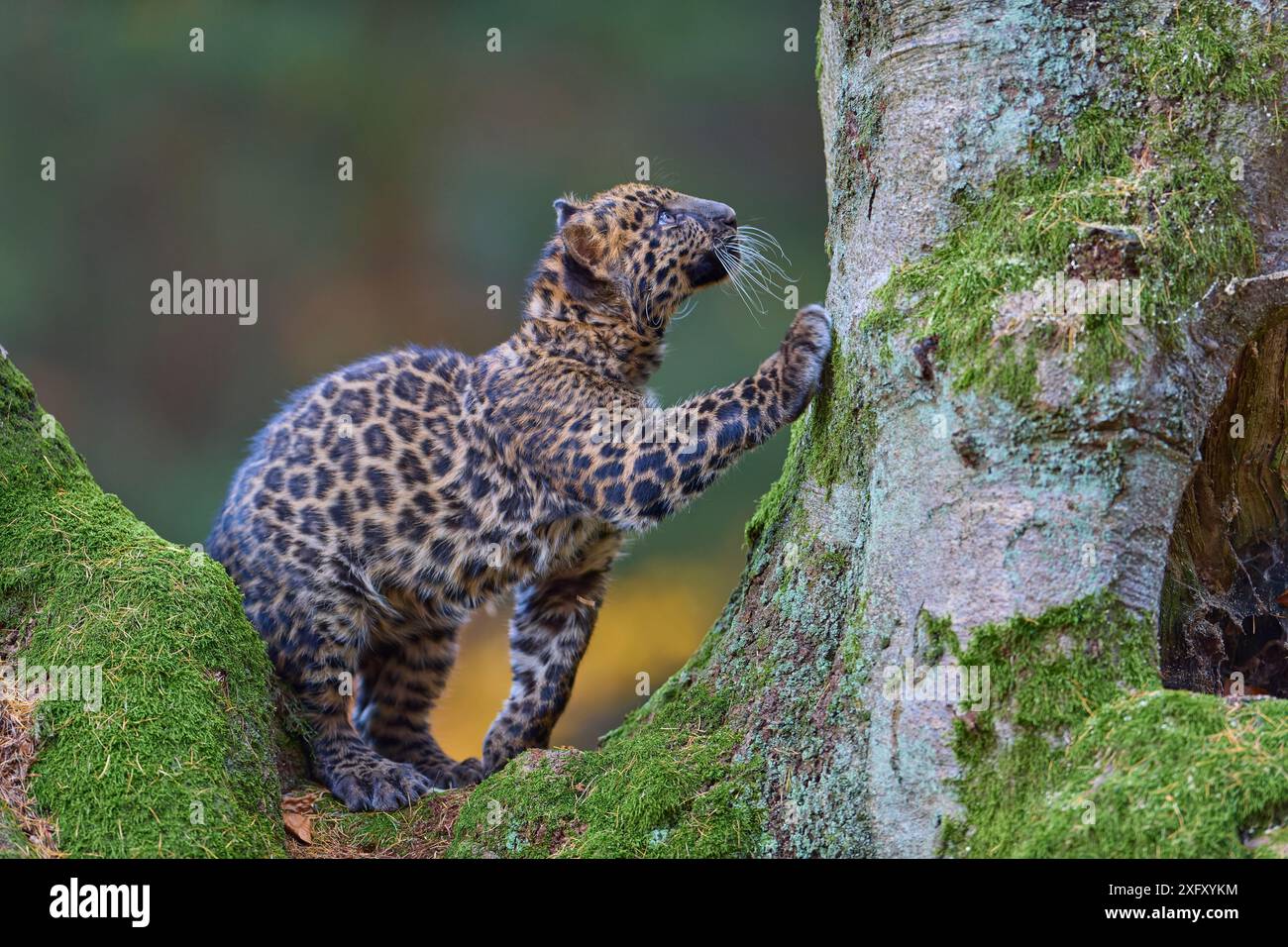 Indian leopard (Panthera pardus fusca) young animal on tree trunk Stock ...