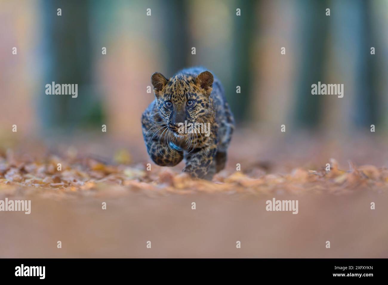 Indian leopard (Panthera pardus fusca) young animal running in forest ...