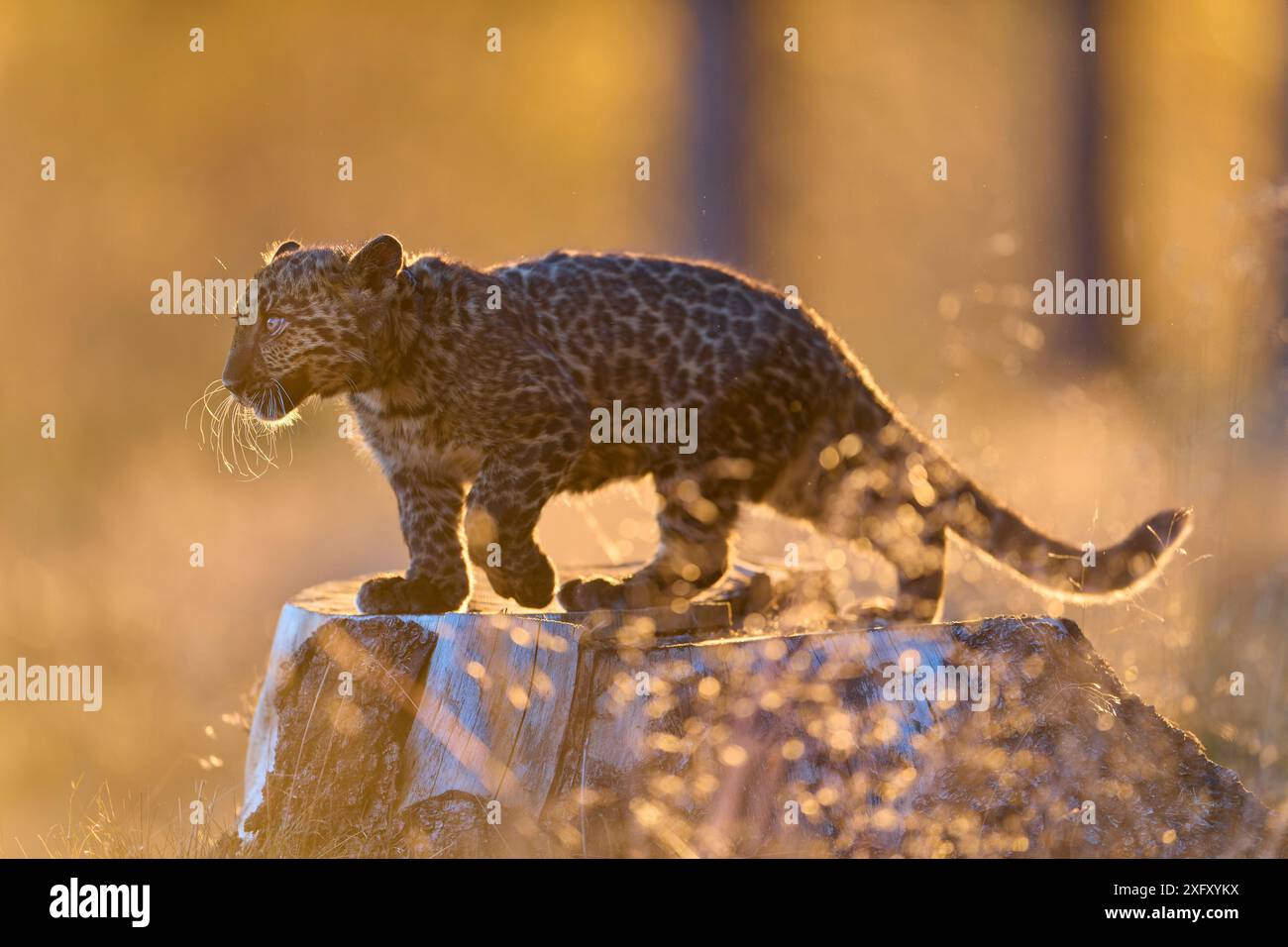 Indian leopard (Panthera pardus fusca) young animal on tree trunk in ...
