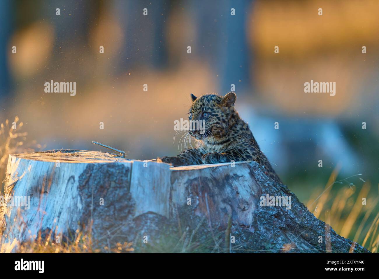 Indian leopard (Panthera pardus fusca) young animal on tree trunk in ...