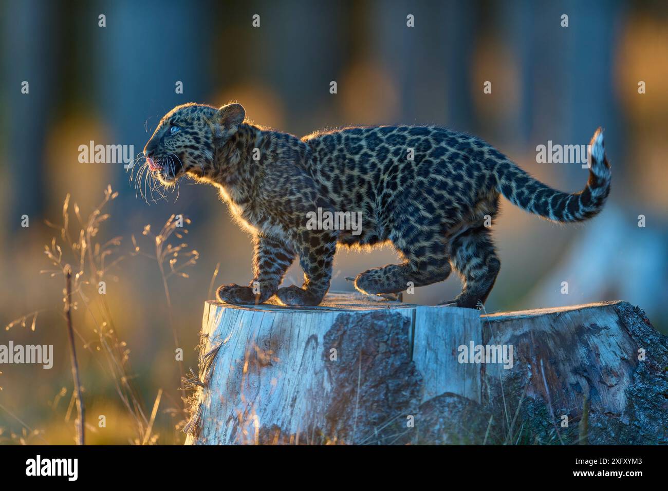 Indian leopard panthera pardus fusca young animal in forest hi-res ...