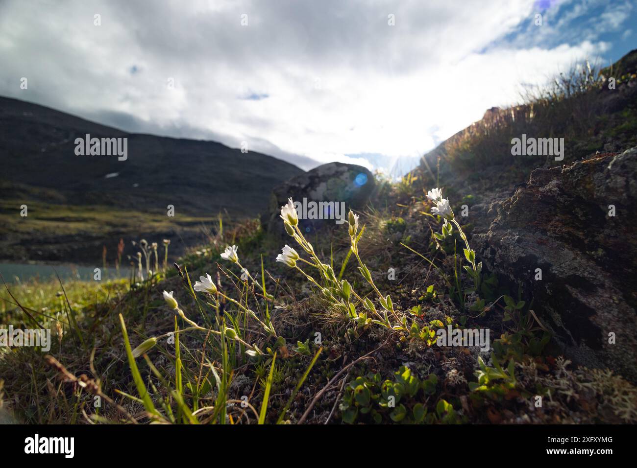 Beautiful flowers blooming in the Sarek National Park, Sweden. Bright ...
