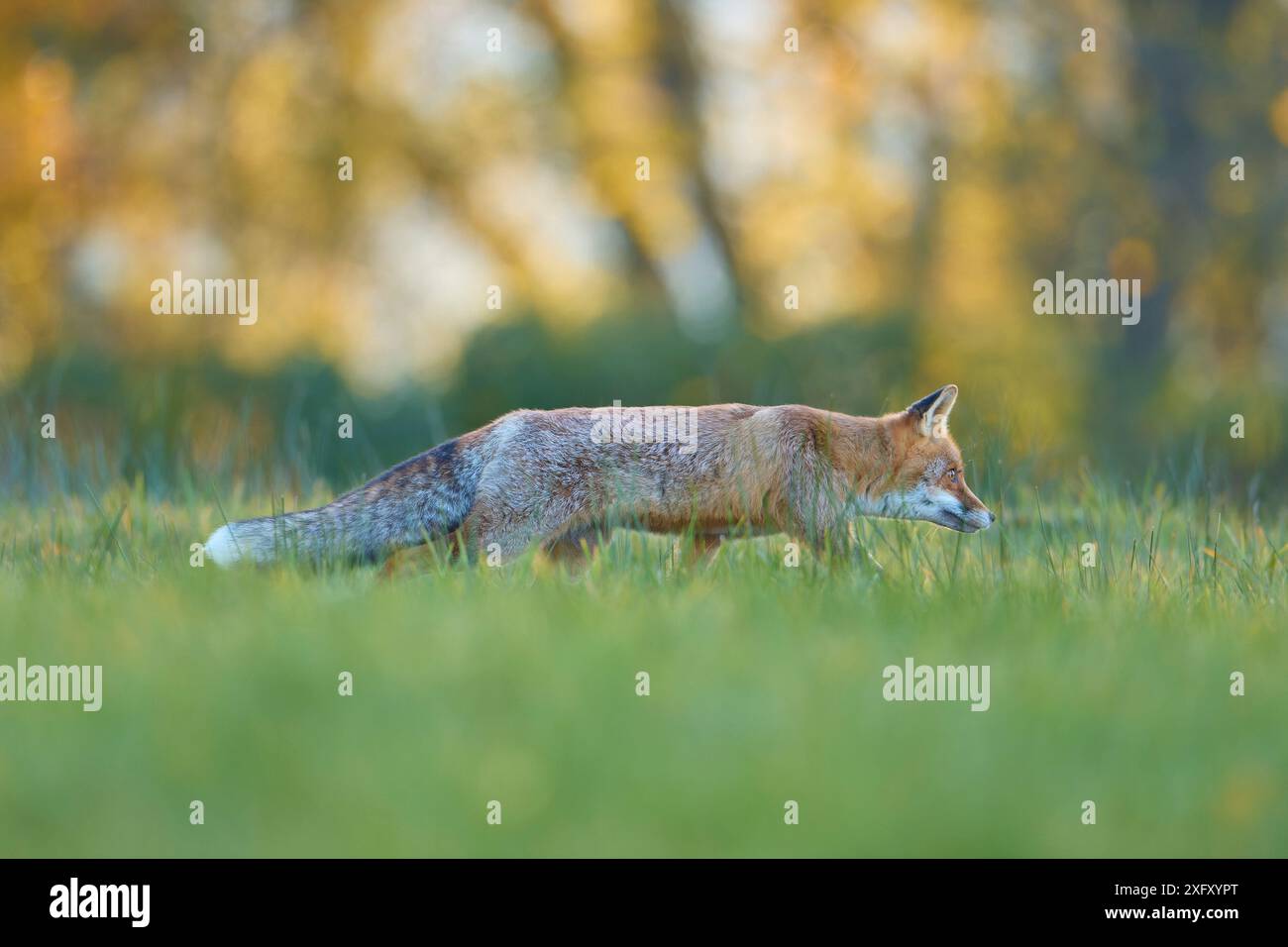 Red fox vulpes vulpes running in meadow at autumn hi-res stock ...