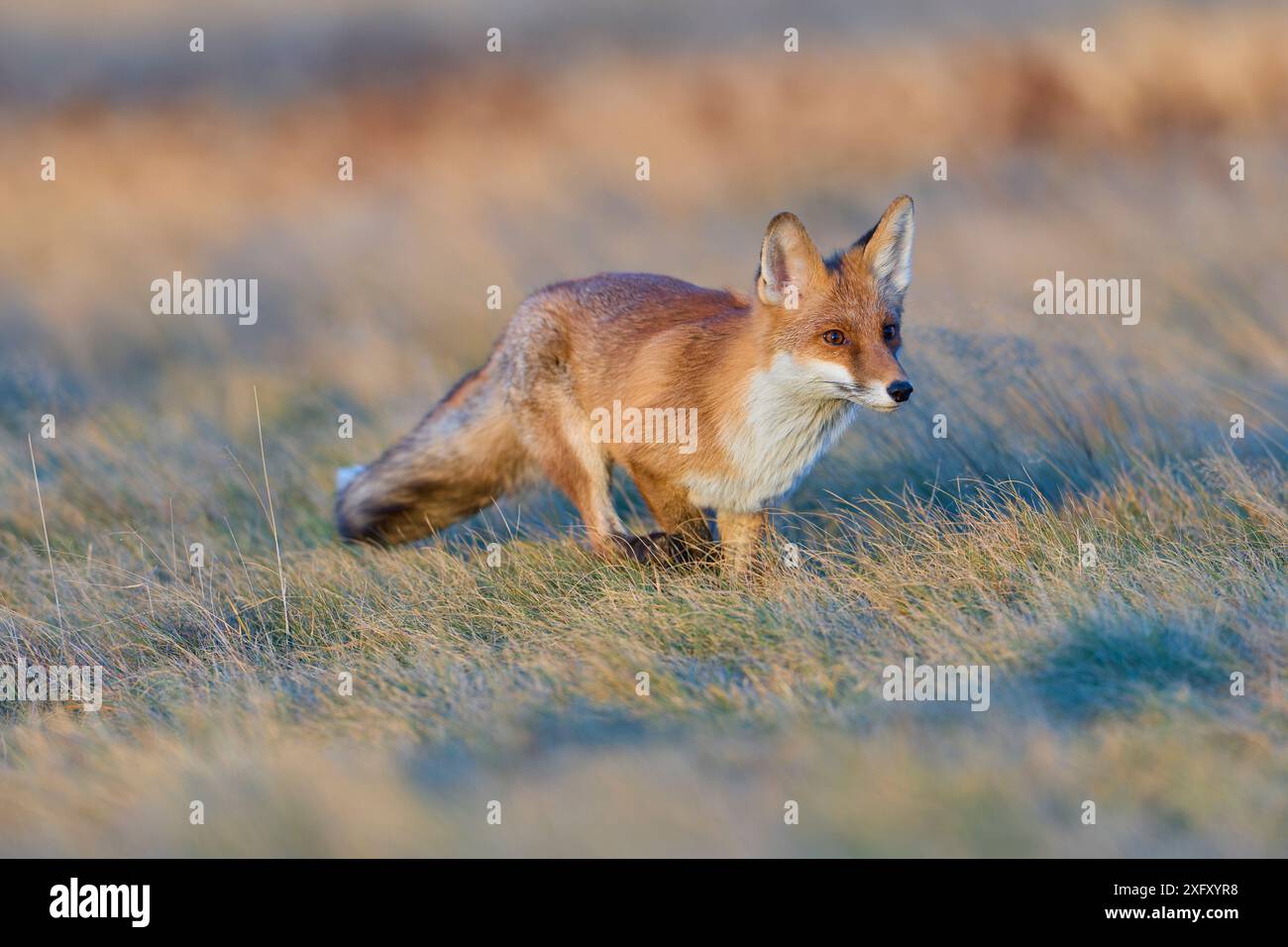 Red fox vulpes vulpes running hi-res stock photography and images - Alamy