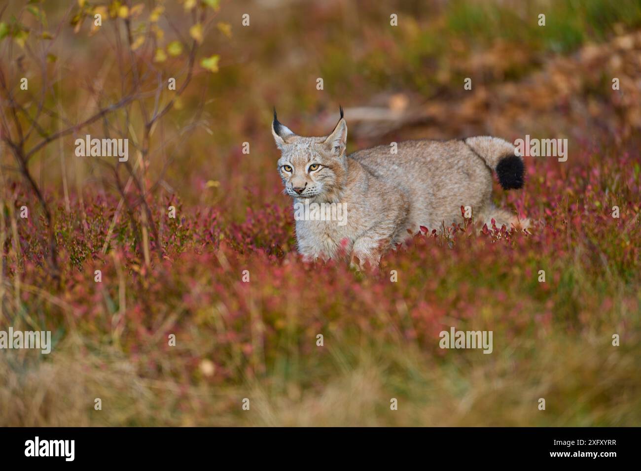 Running lynx hi-res stock photography and images - Alamy