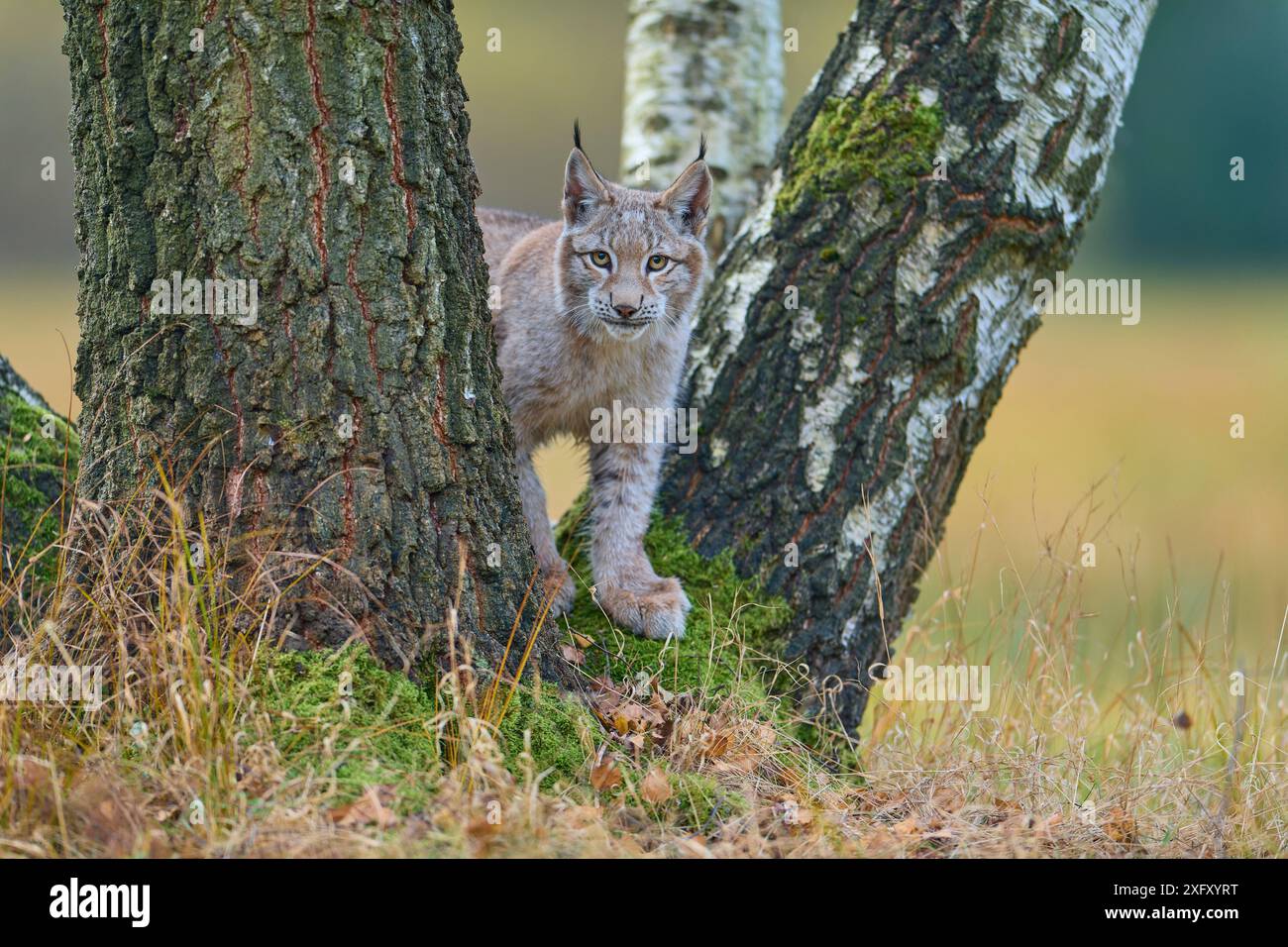 Eurasian lynx (Lynx lynx) on birch tree Stock Photo - Alamy