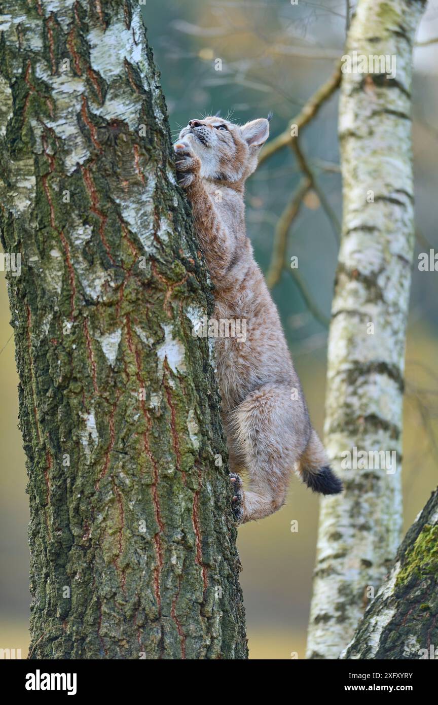 Eurasian lynx lynx lynx on birch tree hi-res stock photography and ...