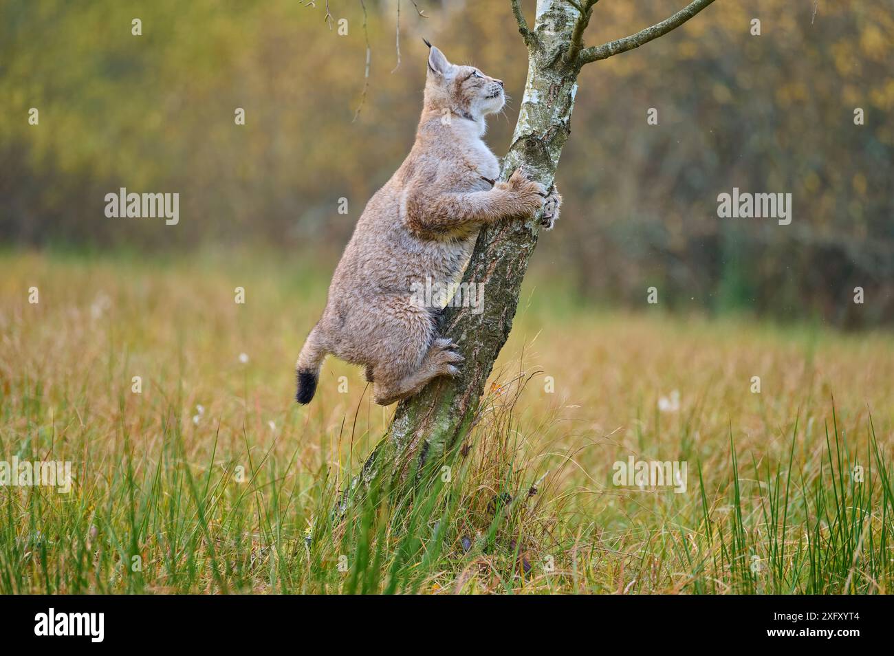 Eurasian lynx lynx lynx on birch tree hi-res stock photography and ...