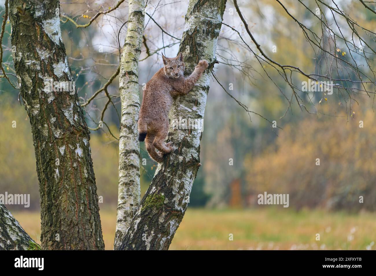 Eurasian lynx lynx lynx on birch tree hi-res stock photography and ...