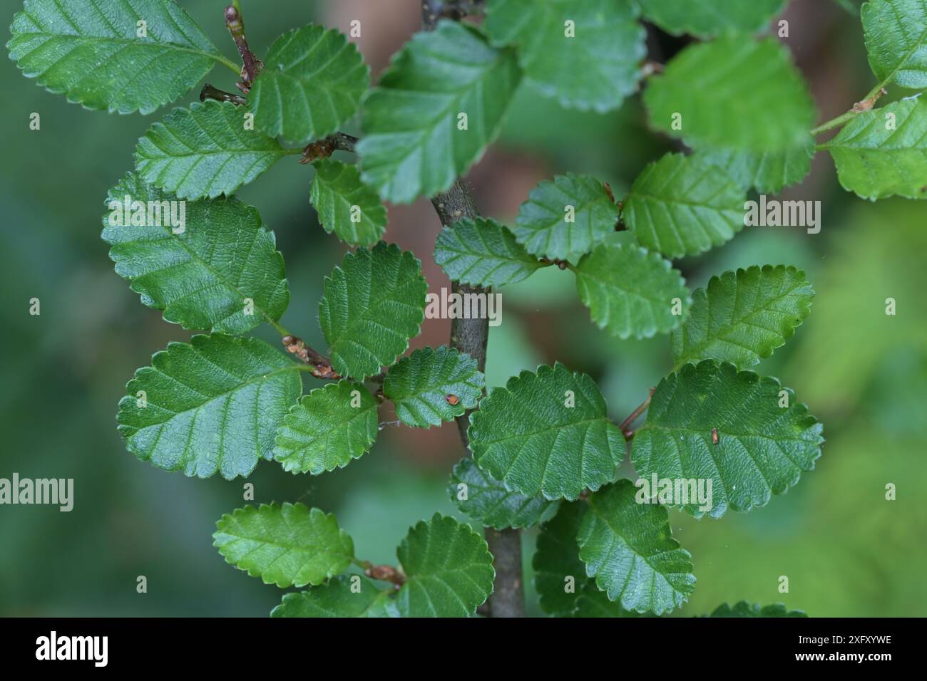 Nothofagus gunnii, Australian Beech Stock Photo - Alamy