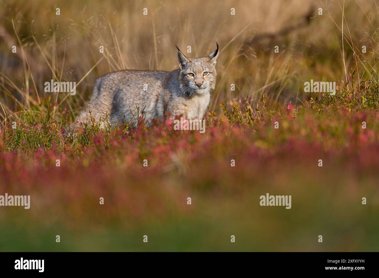 Eurasian lynx lynx lynx running in autumn hi-res stock photography and ...