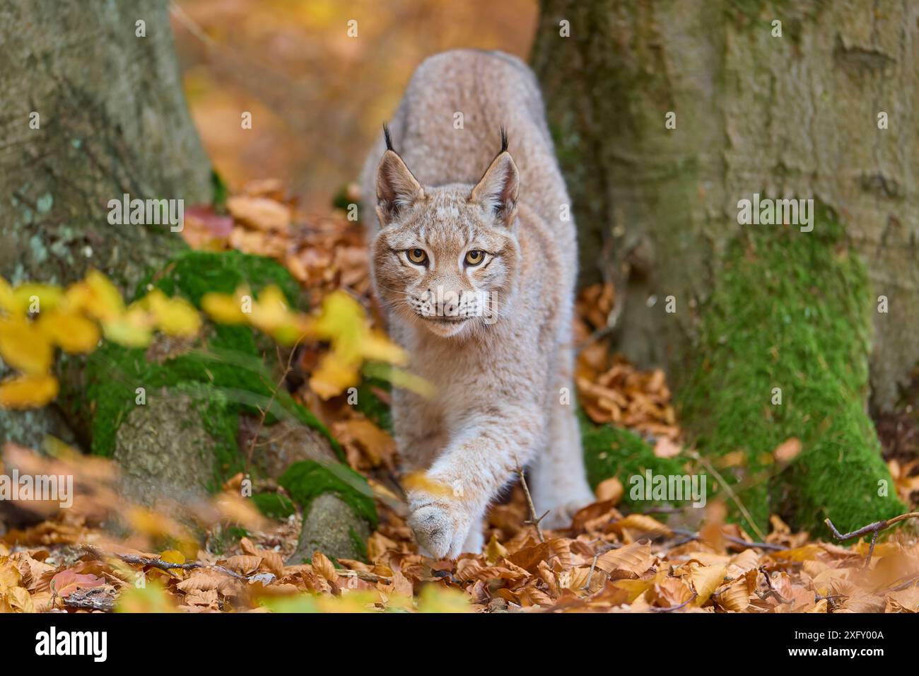 Eurasian lynx lynx lynx running in autumn hi-res stock photography and ...