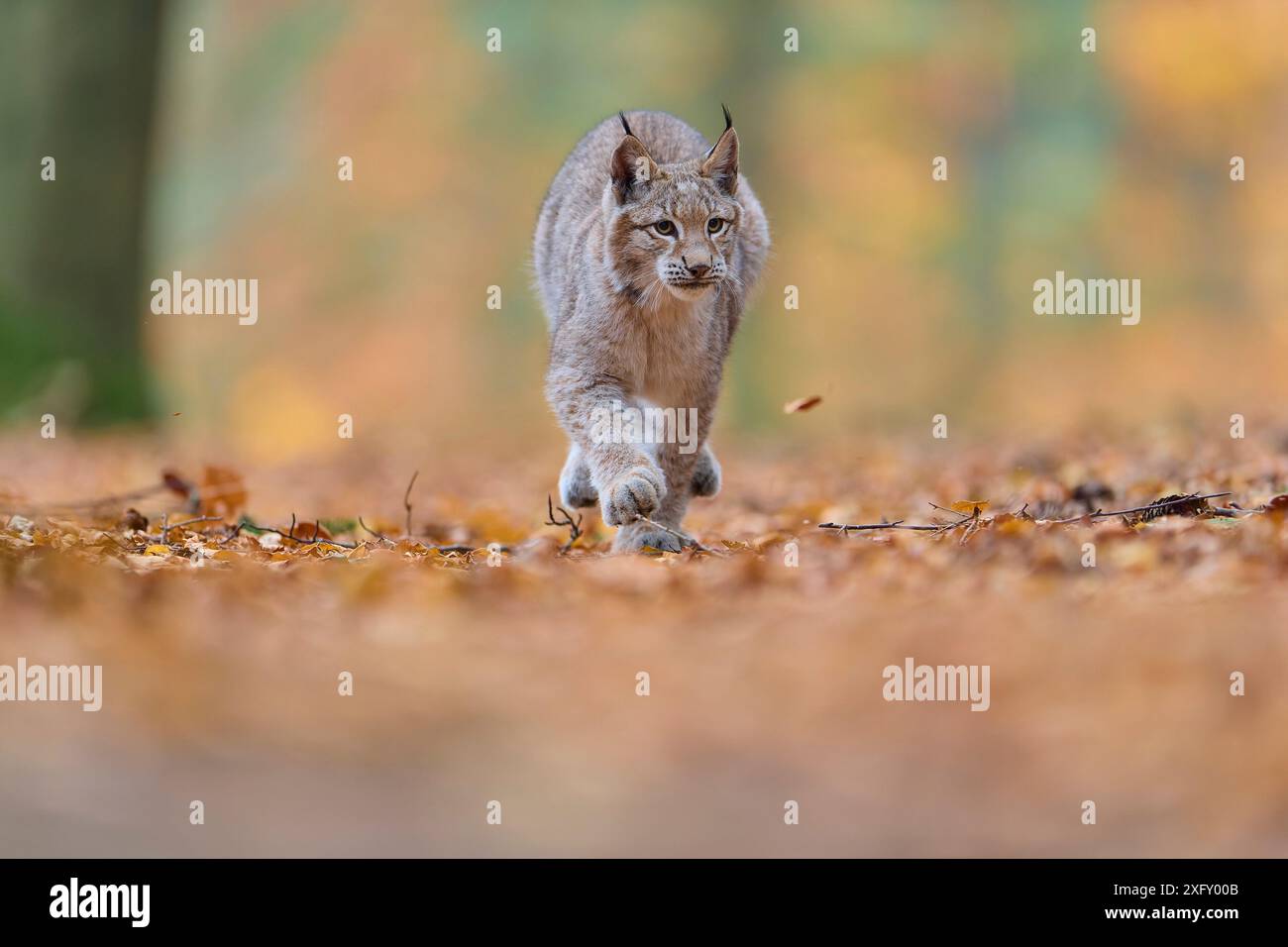Eurasian lynx lynx lynx running in autumn forest hi-res stock ...