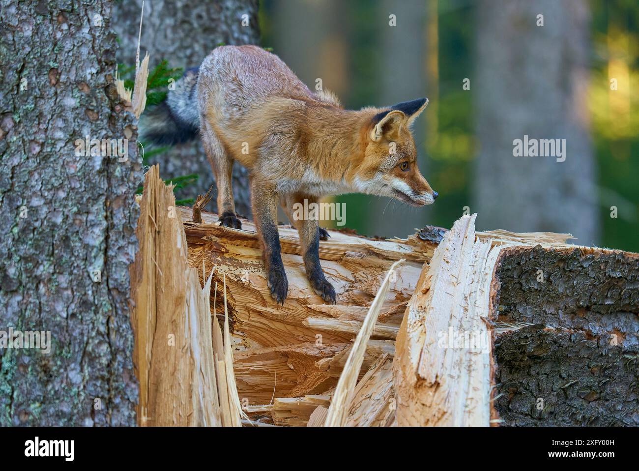 Red Fox (Vulpes vulpes) on tree in forest Stock Photo - Alamy