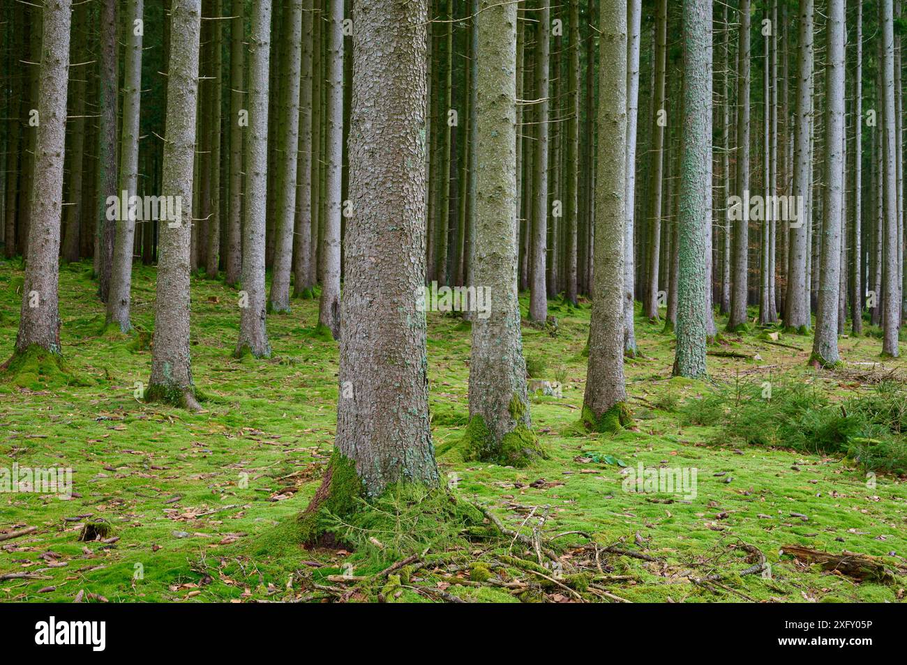 Spruce images hi-res stock photography and images - Alamy